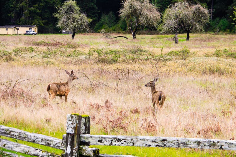 Baby Deer in Snow Fall Looking at Camera Stock Photo - Image of baby ...