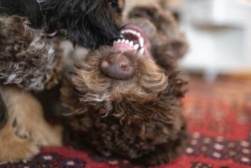 Dogs at play stock image. Image of dogs, play, playing - 231155335