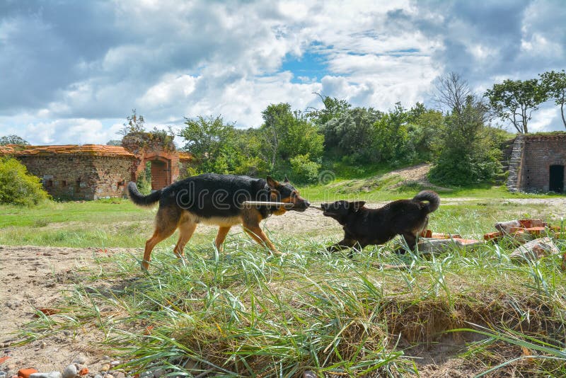 Two Young Dogs Playing with a Stick Stock Photo - Image of friendship ...