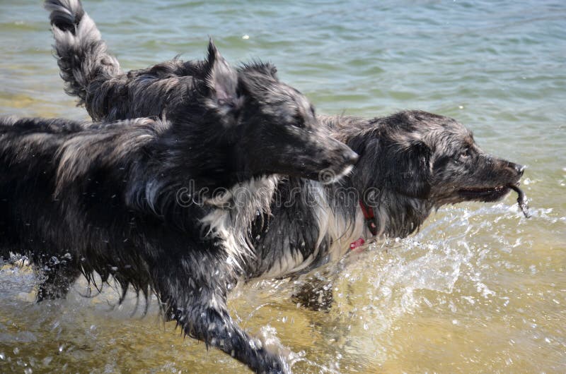 Two Young Dogs are Playing in the Water Stock Image - Image of blue ...