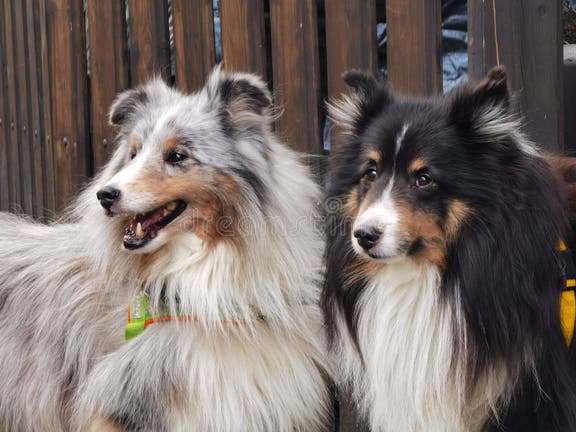 Two Young Dogs Side by Side, White and Black Stock Image - Image of ...