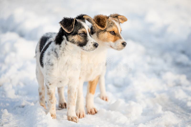 Dogs in snow stock image. Image of atop, light, grows - 43194645