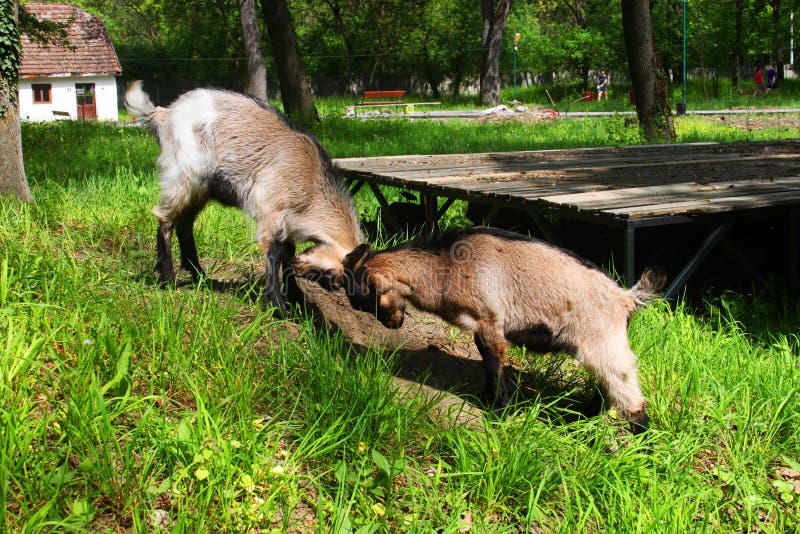 Two Young Domestic White Goats Fighting Stock Image - Image of adorable ...
