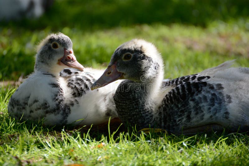 Young ducks stock photo. Image of delicate, duckling, delightful - 5923274