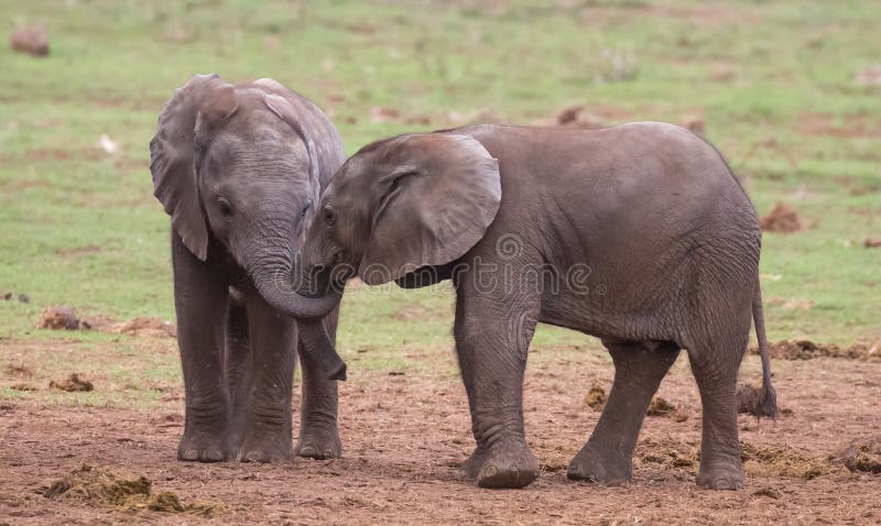 Two Young Elephants Friends Stock Image - Image of safari, ground ...