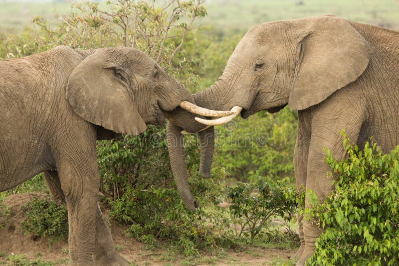 Two Young Elephants Playing in Kenya Stock Photo - Image of elephants ... Two Young Elephants Playing in Kenya Stock Photo - Image of elephants ...