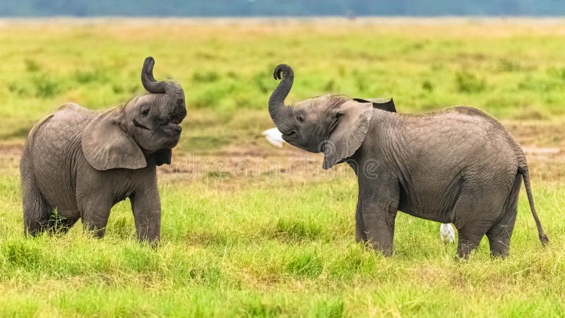 Two young elephants stock image. Image of animal, baby - 153398659