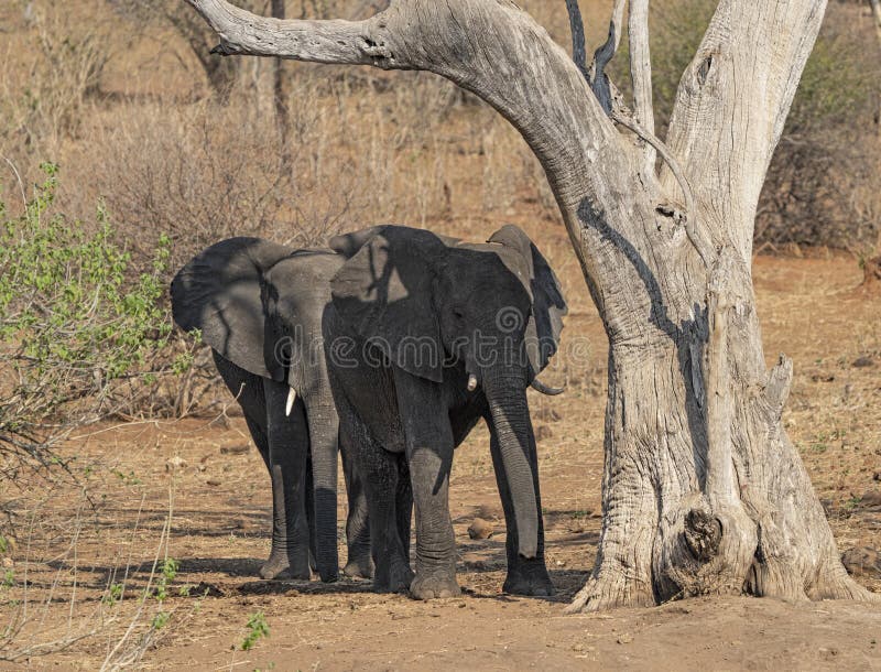 Two Young Elephants Under a Tree Stock Photo - Image of elephants ...