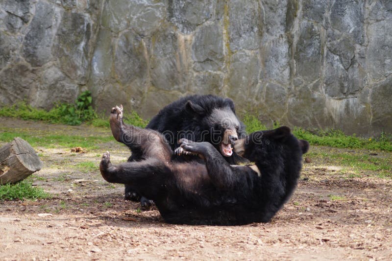 Two bears stock photo. Image of black, scenery, young - 113410238