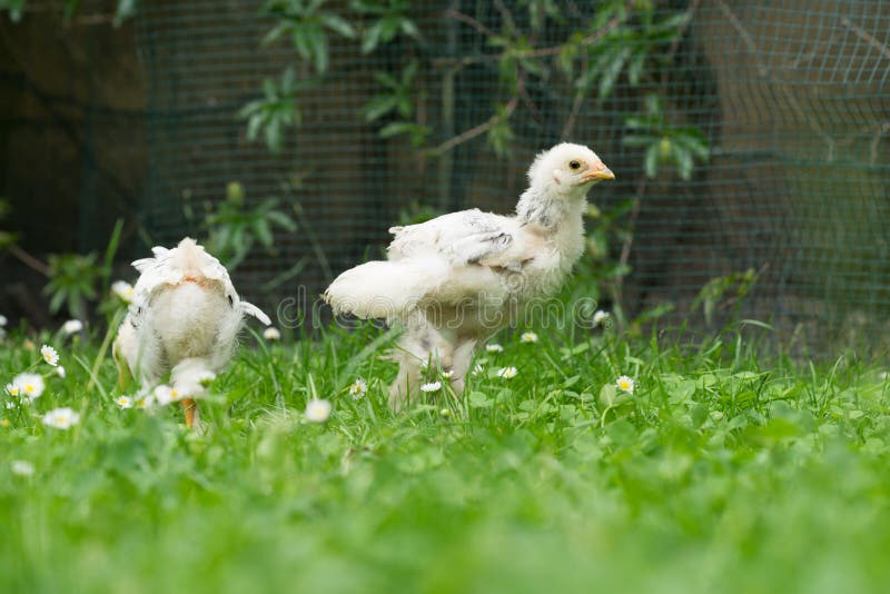 278 Baby Chickens Walking Grass Stock Photos - Free & Royalty-Free ...