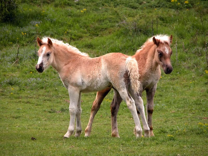 Two young foals stock photo. Image of colt, skeptical, mistrusting - 812574