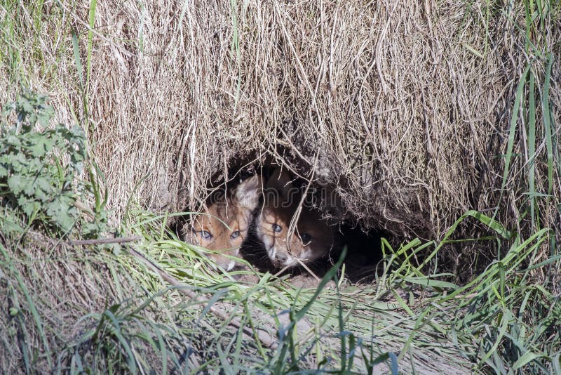 Young fox in the hole stock photo. Image of small, funny - 33973434