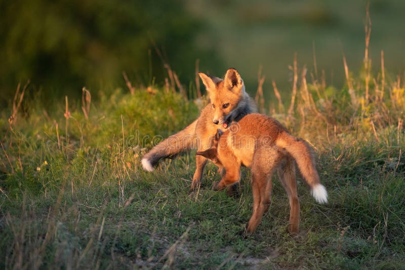 Young red foxes at play stock photo. Image of eyes, soft - 41180306
