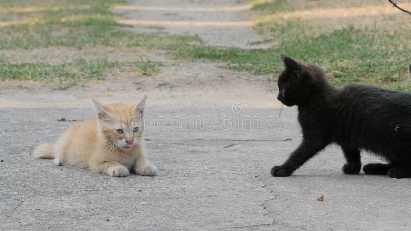 Two, Young and Funny Kittens are Playing Together Stock Footage - Video ...
