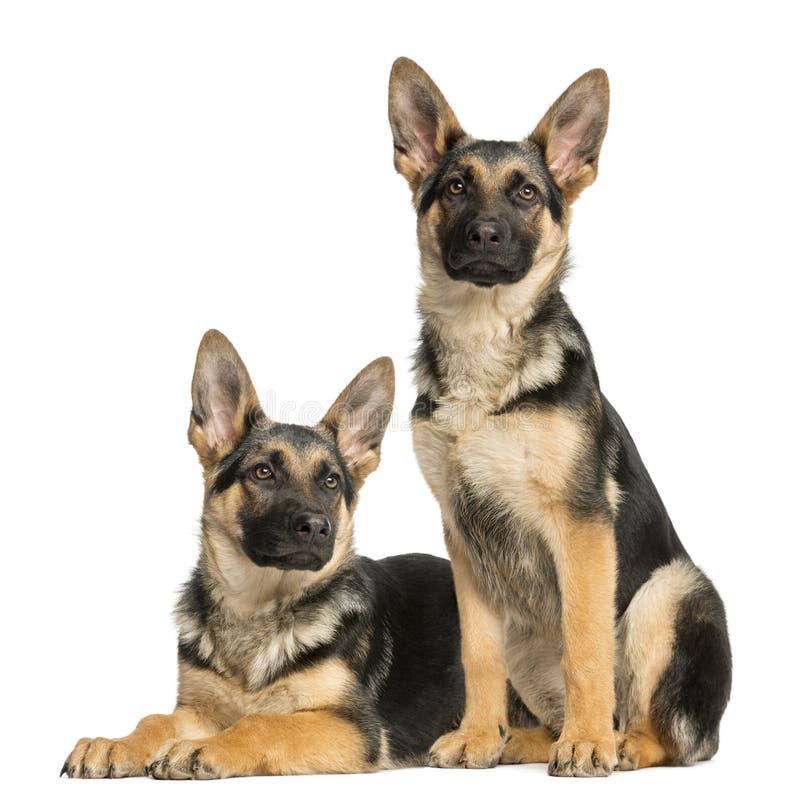 Will Two Female German Shepherds Get Along