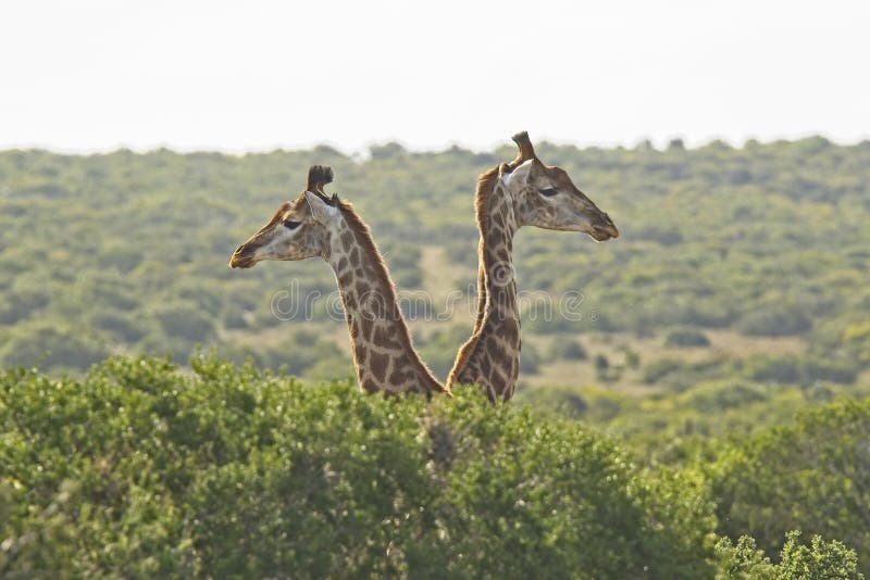 Giraffes from behind stock photo. Image of green, back - 32785416