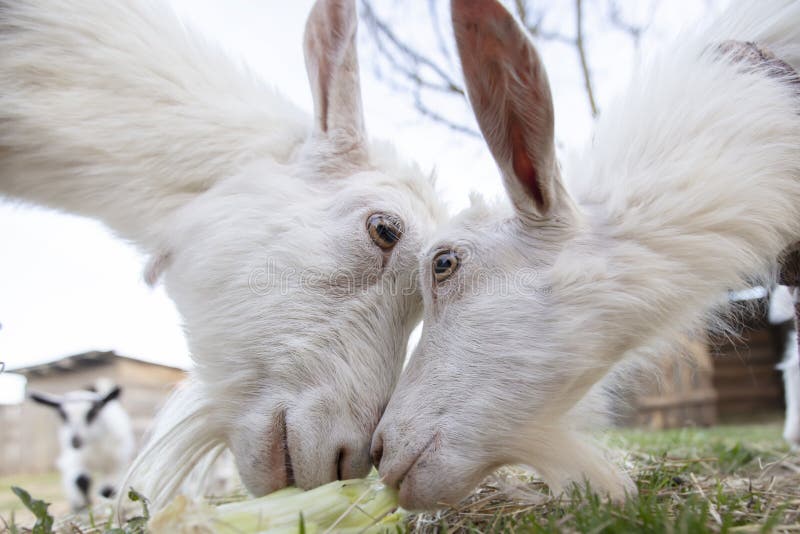 Two Young Goat with Battling it Out with Their Head Stock Image - Image ...