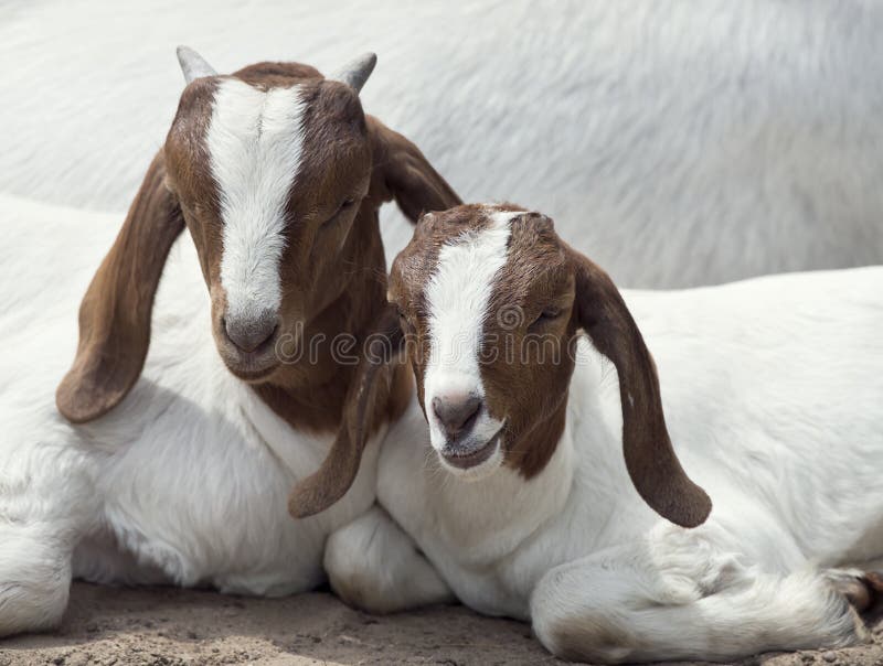 Two Young Goats stock image. Image of nature, livestock - 95224849