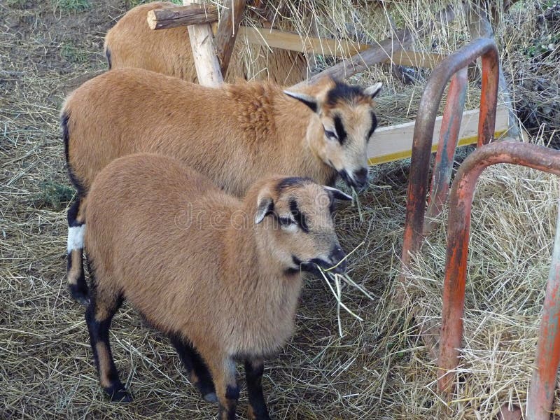 Two young goats stock photo. Image of deer, goats, grazing - 285111004