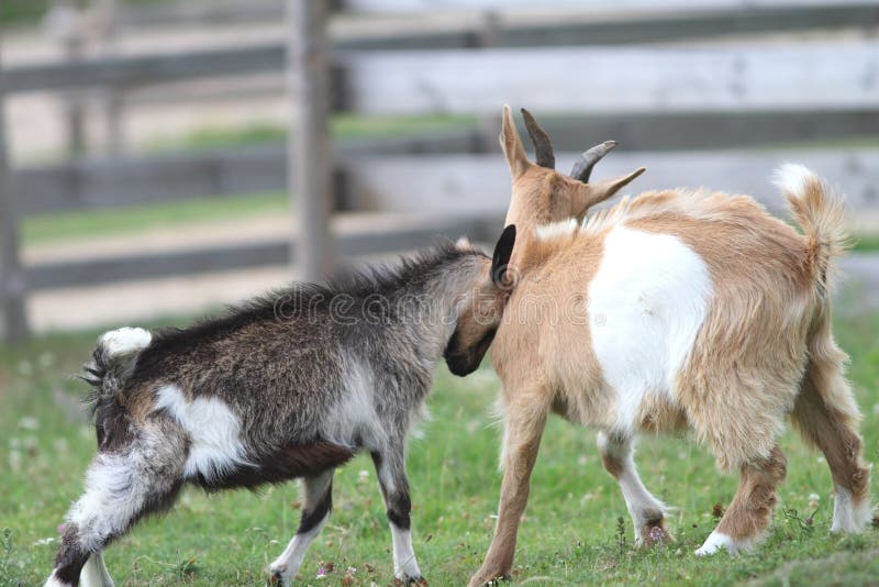 Two Young Goats at the Farm Stock Image - Image of fight, nature: 33054289