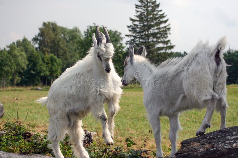 Two Young Goats stock image. Image of horse, wild, farming - 94323307