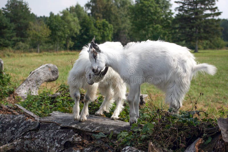 Two Young Goats stock photo. Image of play, goat, agriculture - 94323440
