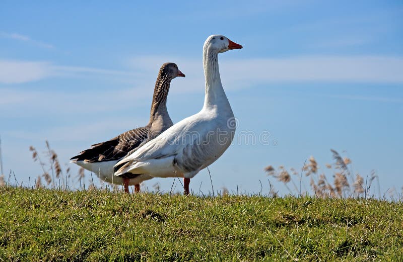 Two Young Goose Against Blue Stock Image - Image of bird, young: 13441987