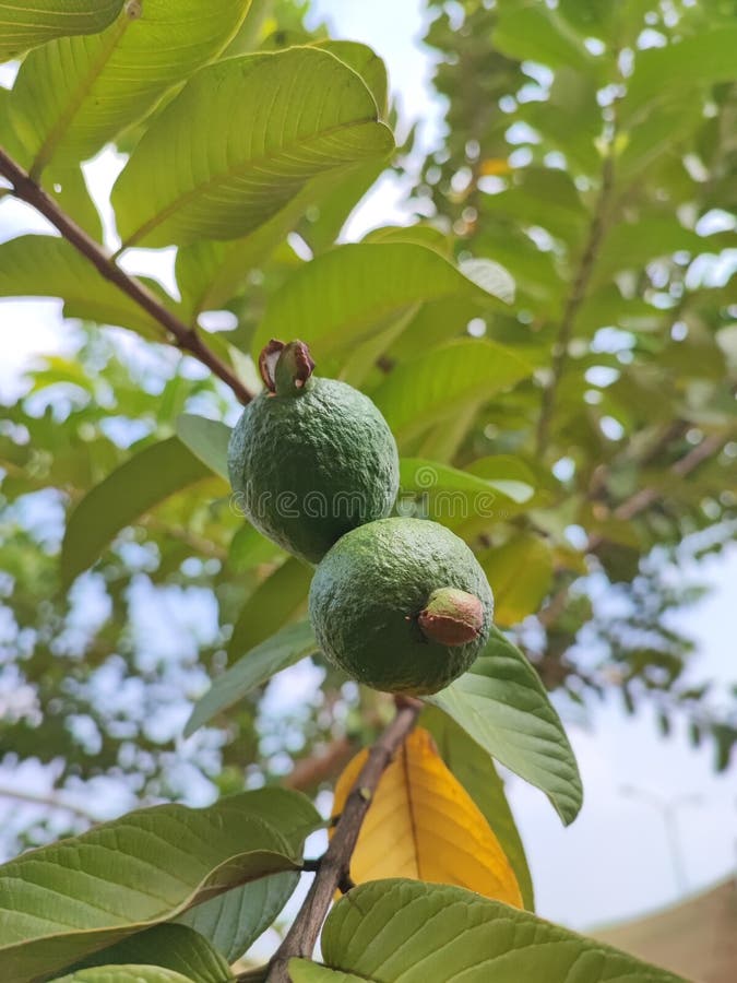 Two young guavas stock photo. Image of green, young - 328289598