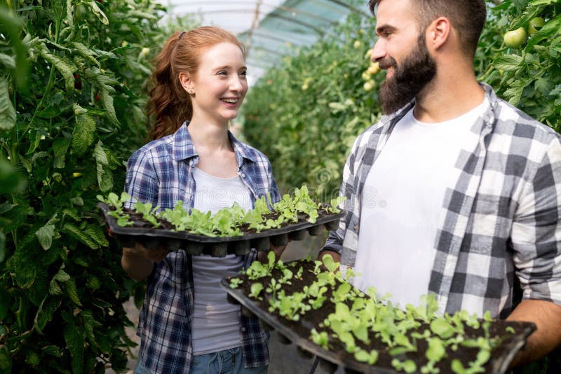 Two Young People Working in Greenhouse. Stock Image - Image of ...