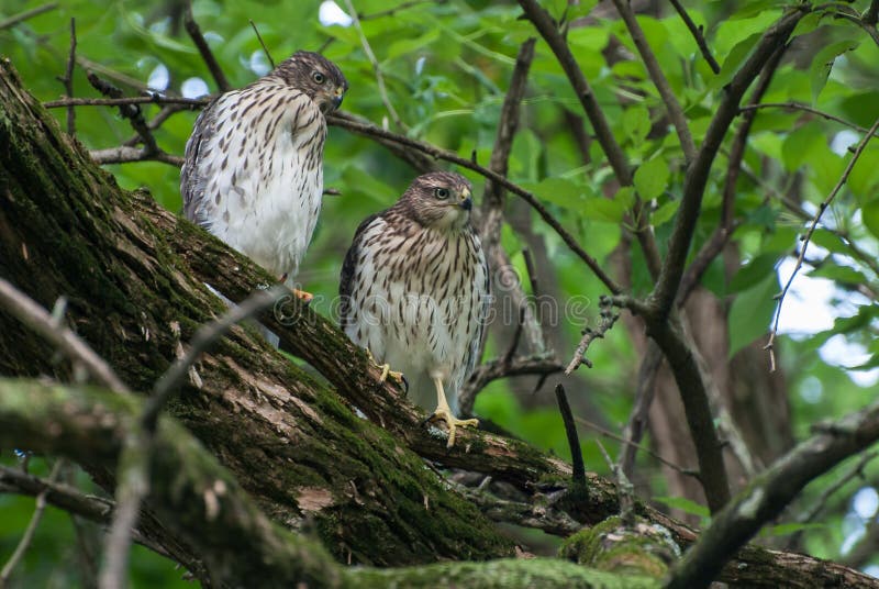 Two young hawks stock image. Image of trees, animals - 64668885