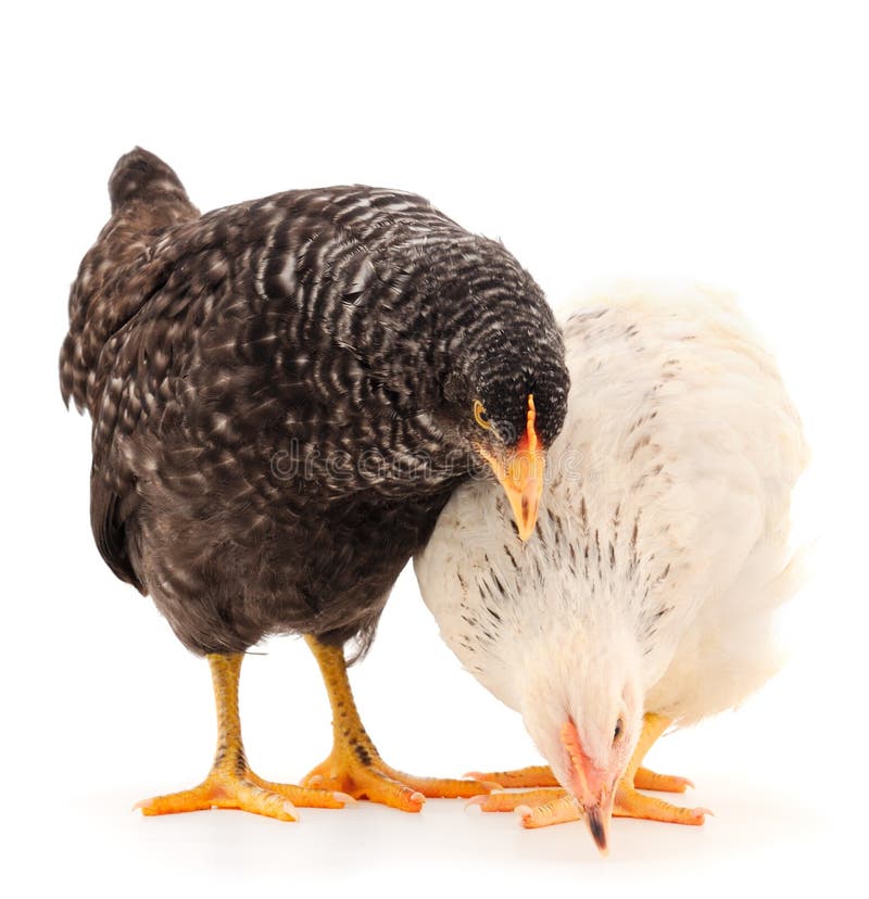 Two young hens isolated stock photo. Image of meat, agriculture - 202387180