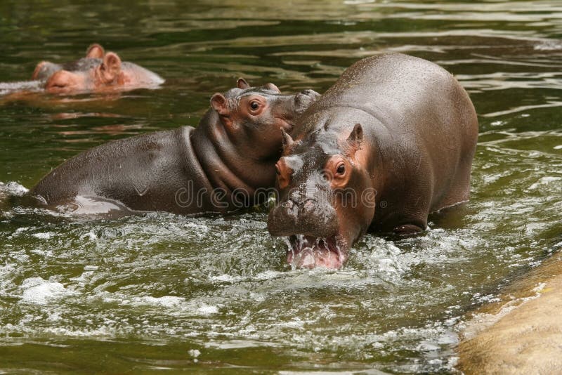 Young Hippos Playing in the Waters of the Okavango Delta Stock Photo ...
