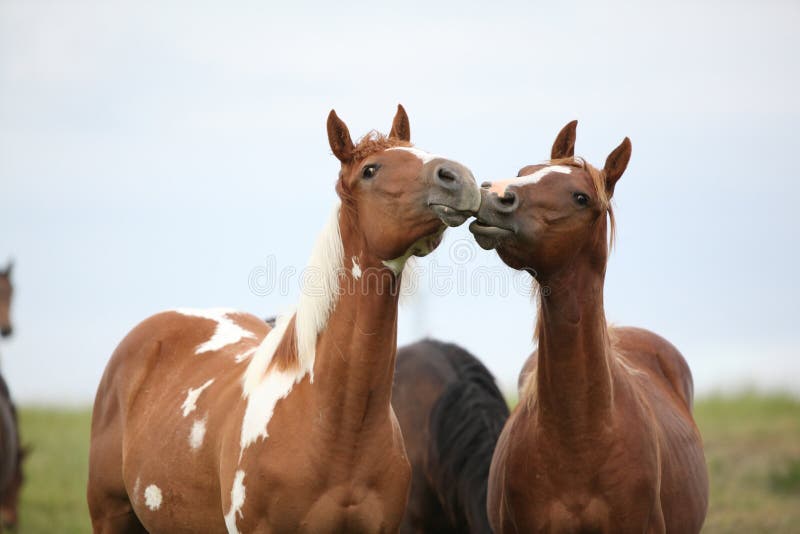 Two Young Horses Playing Together on Pasturage Stock Image - Image of ...