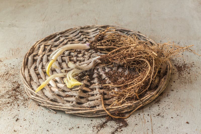 Hosta Root Stock Photos - Free & Royalty-Free Stock Photos from Dreamstime