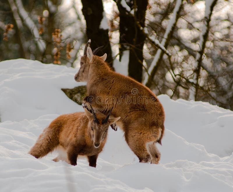 A Young Ibex Looks Around As he Walks in the Tall Grass of a Mountain ...