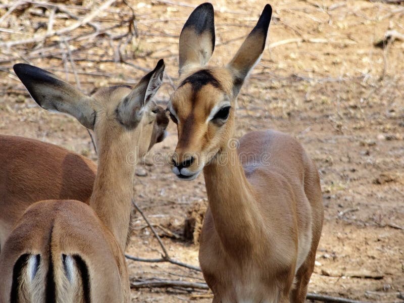 Two Young Impalas Closely Together Stock Image - Image of bovine ...