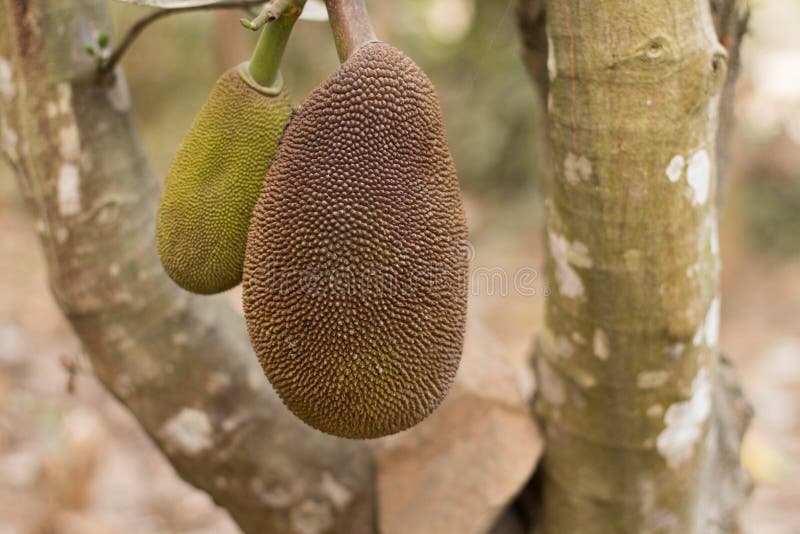 Two Small Jack Fruit on the Tree in Cambodia, Asia Stock Image - Image ...