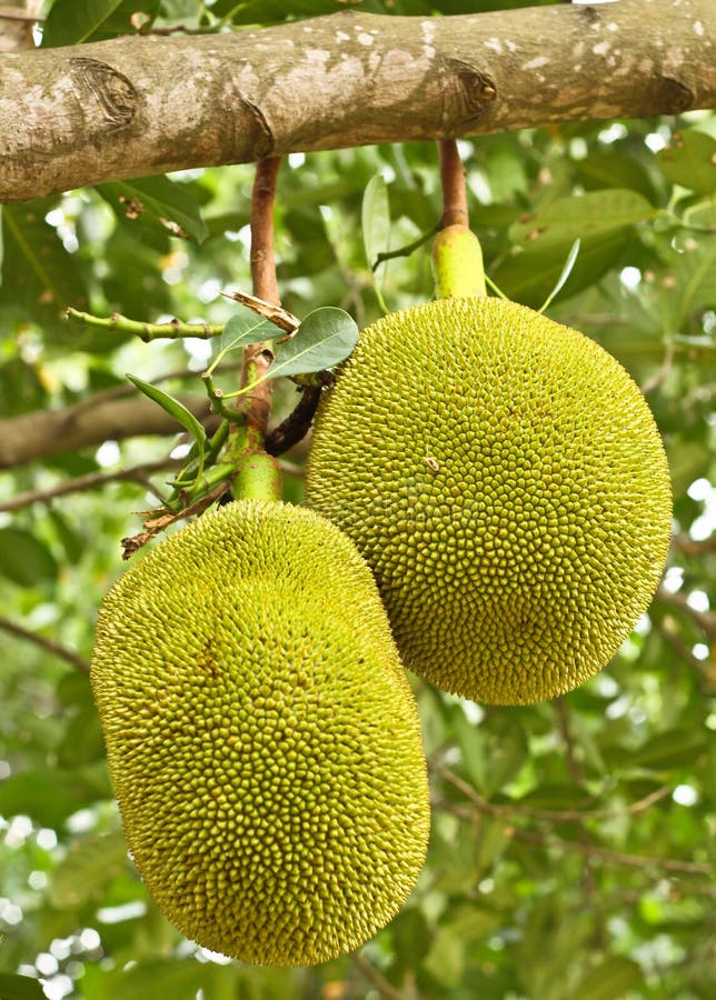 Two young jackfruits. stock image. Image of nutritious - 30469387