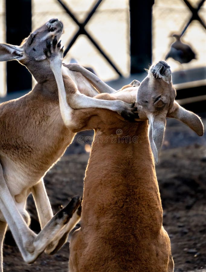 86 Kangaroo Fight Photos - Free & Royalty-Free Stock Photos from Dreamstime