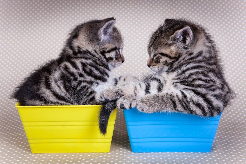 Young Kittens Playing on a Chair Stock Image - Image of blue, little ...