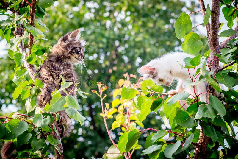 Two Young Kittens on a Tree. Cats are Playing_ Stock Photo - Image of ...