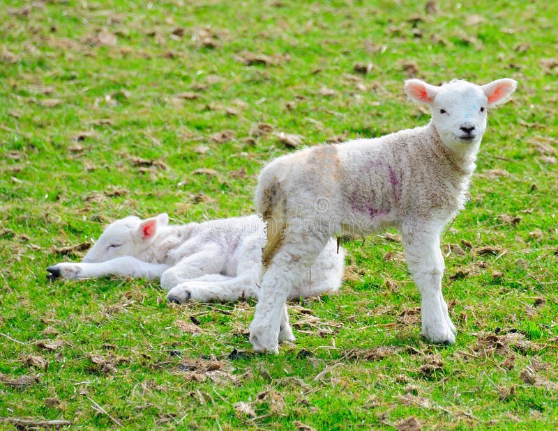 Two young lambs stock photo. Image of field, little, sleeping - 24153224