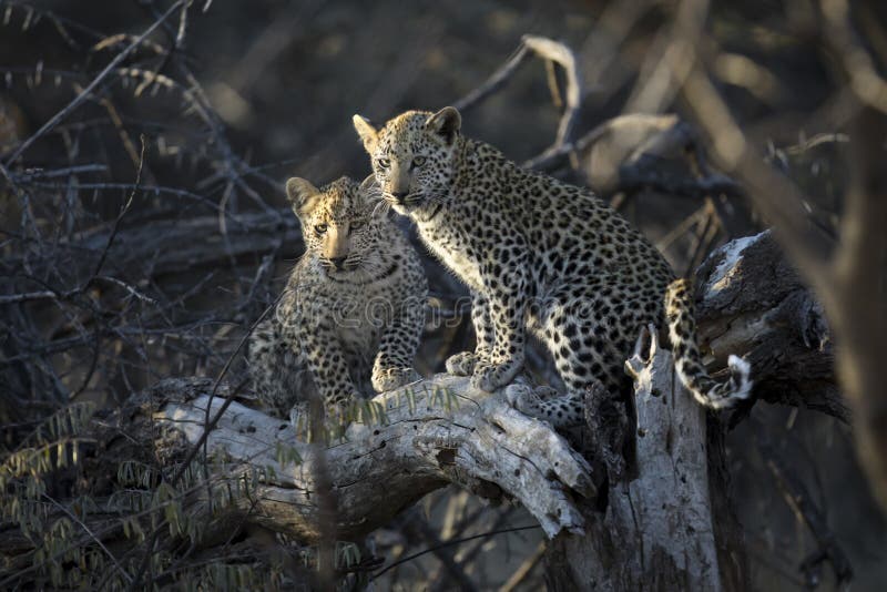 Two Leopard cubs stock image. Image of africa, cats, feline - 7135561