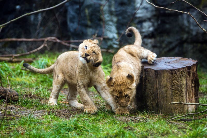 Two Young Lion Cubs Playing Stock Image - Image of carnivore, furry ...