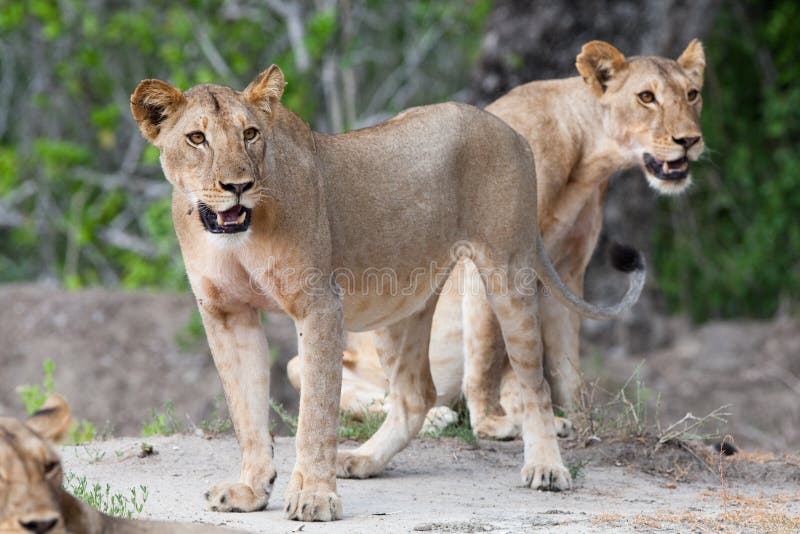 Two young lions stock photo. Image of pride, standing - 22431134