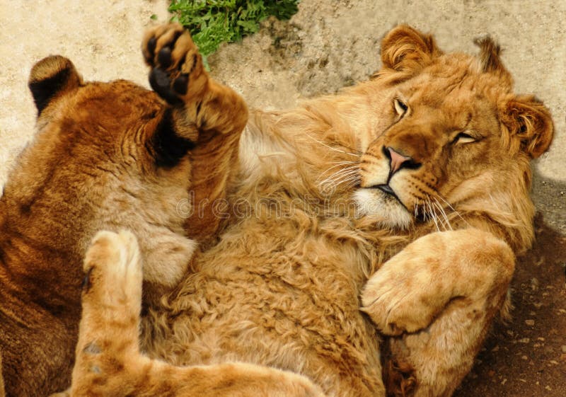 Two young lions playing stock photo. Image of friendly - 61093782