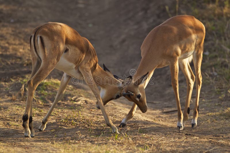 Fighting Springbok Antelopes Stock Image - Image of neck, african: 1023939