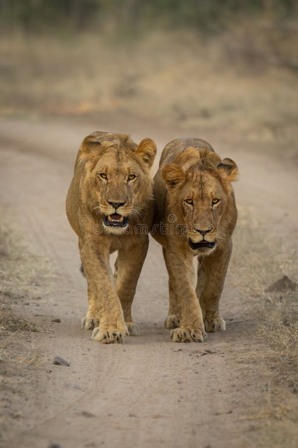 Two Young Male Lions Walk Along Track Stock Photo - Image of park ...