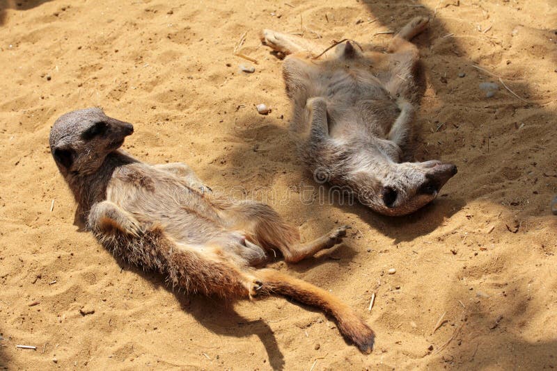 Young meerkats playing stock photo. Image of south, suricata - 100839892
