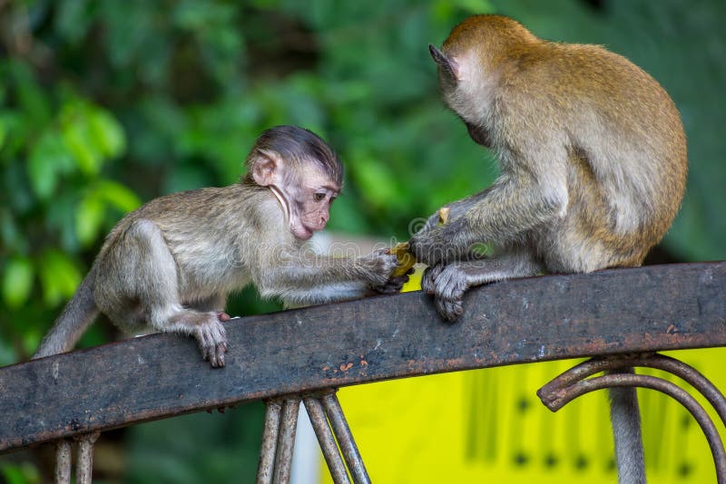 Two Young Monkey Sitting & Eating Stock Photo - Image of alone, tail ...